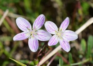 30 Native Virginia Flowers, Plants, and Wildflowers - Petal Republic