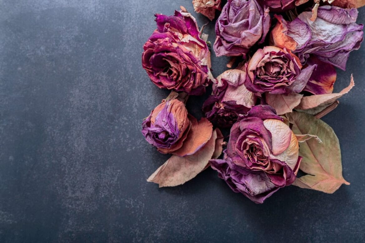 5 Simple Methods for Drying Roses: A Step-by-Step Guide - Petal Republic