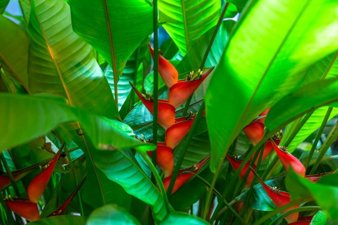 50 Unique Jungle Flowers and Rainforest Plants - Petal Republic