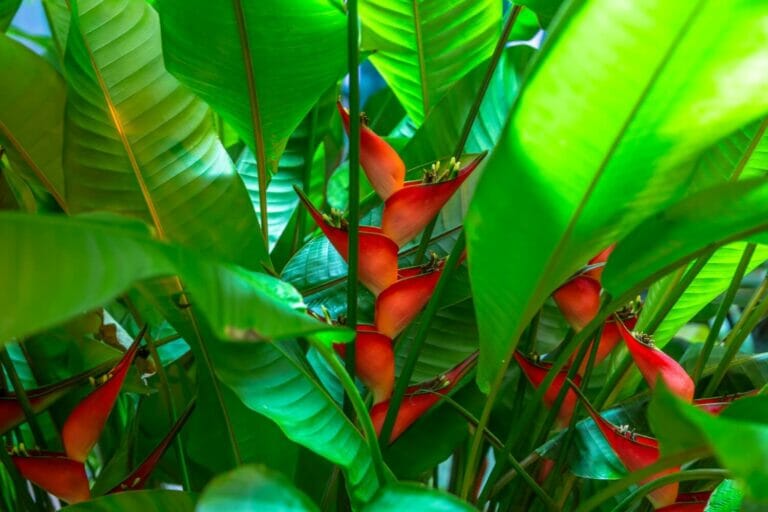 50 Unique Jungle Flowers and Rainforest Plants - Petal Republic