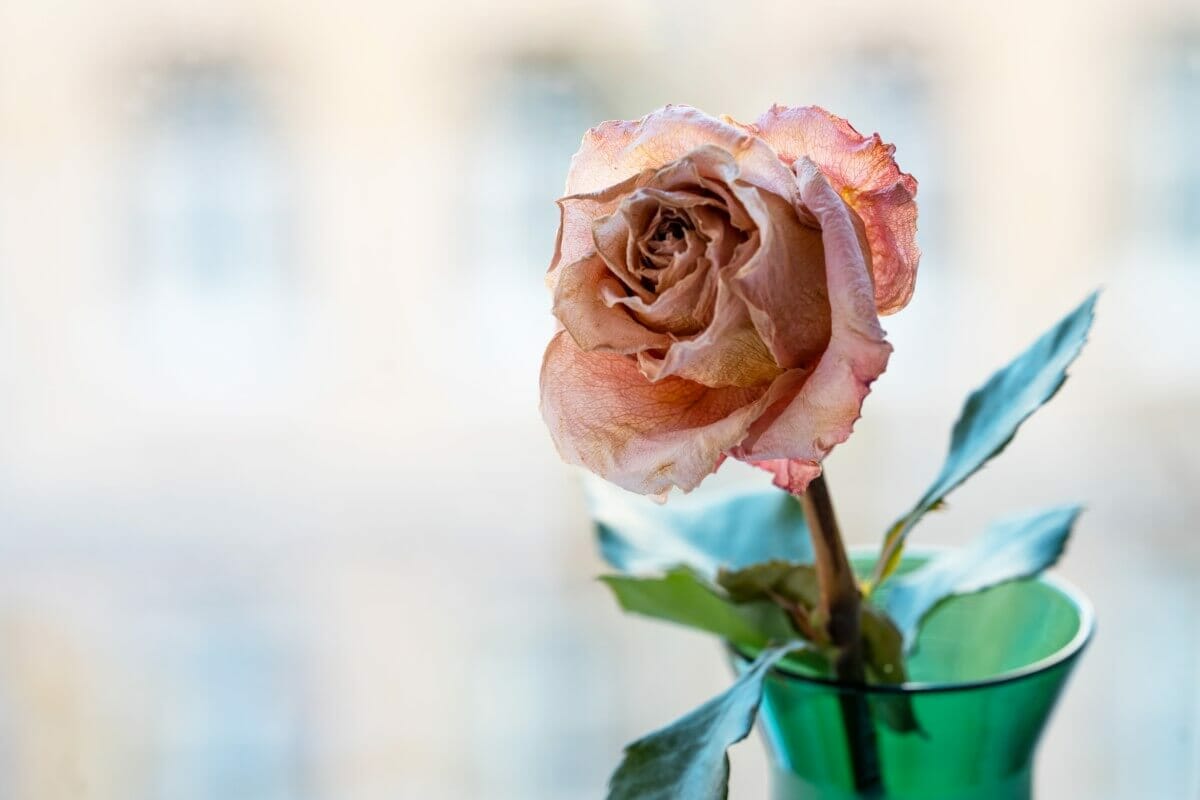 The Art of Drying Roses: Tips and Techniques - Petal Republic