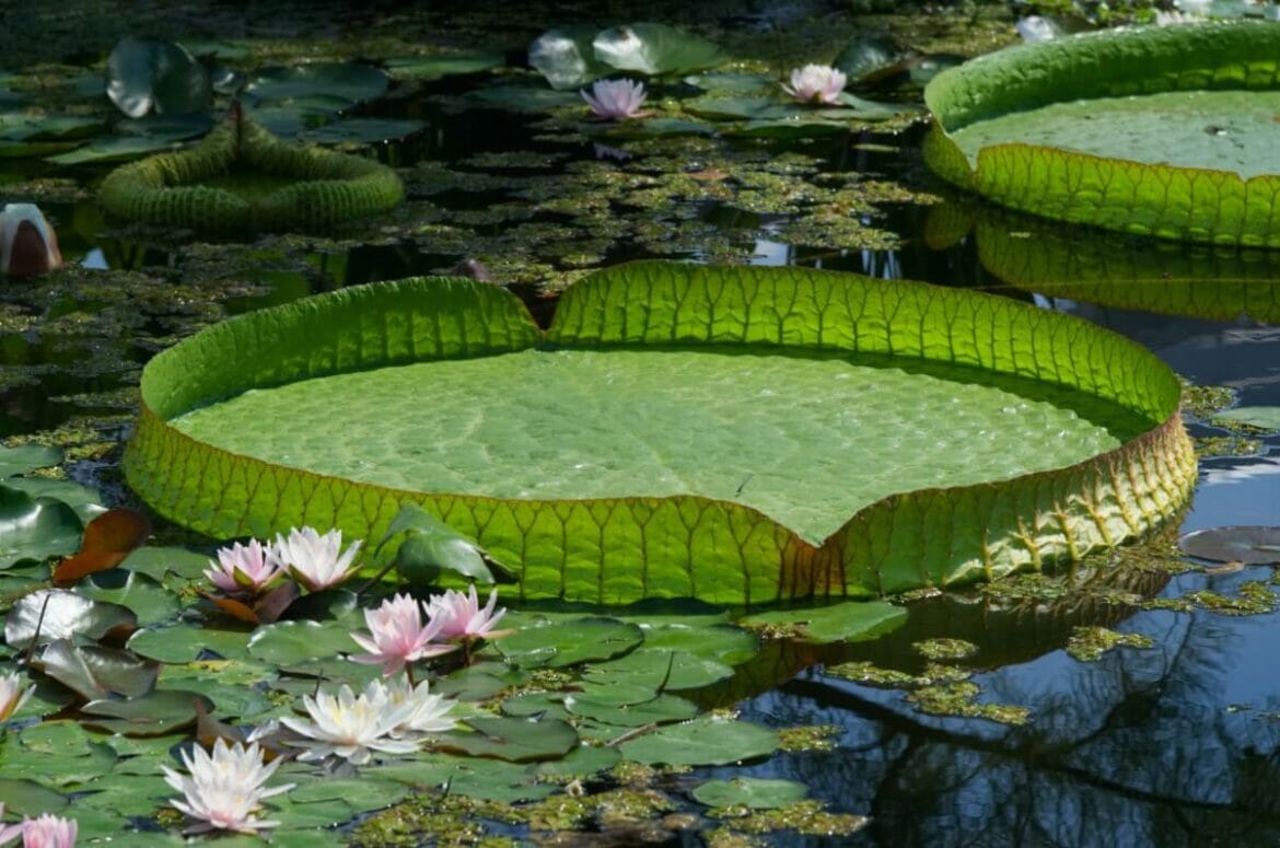 50 Unique Jungle Flowers and Rainforest Plants - Petal Republic