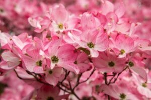 Virginia's Natural Beauty: 30 Native Flowers, Plants, and Wildflowers ...