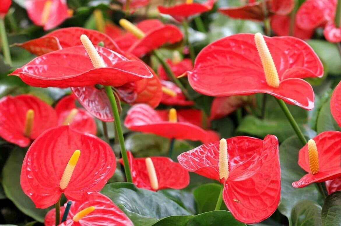 30 Beautiful Types of Caribbean Flowers - Petal Republic