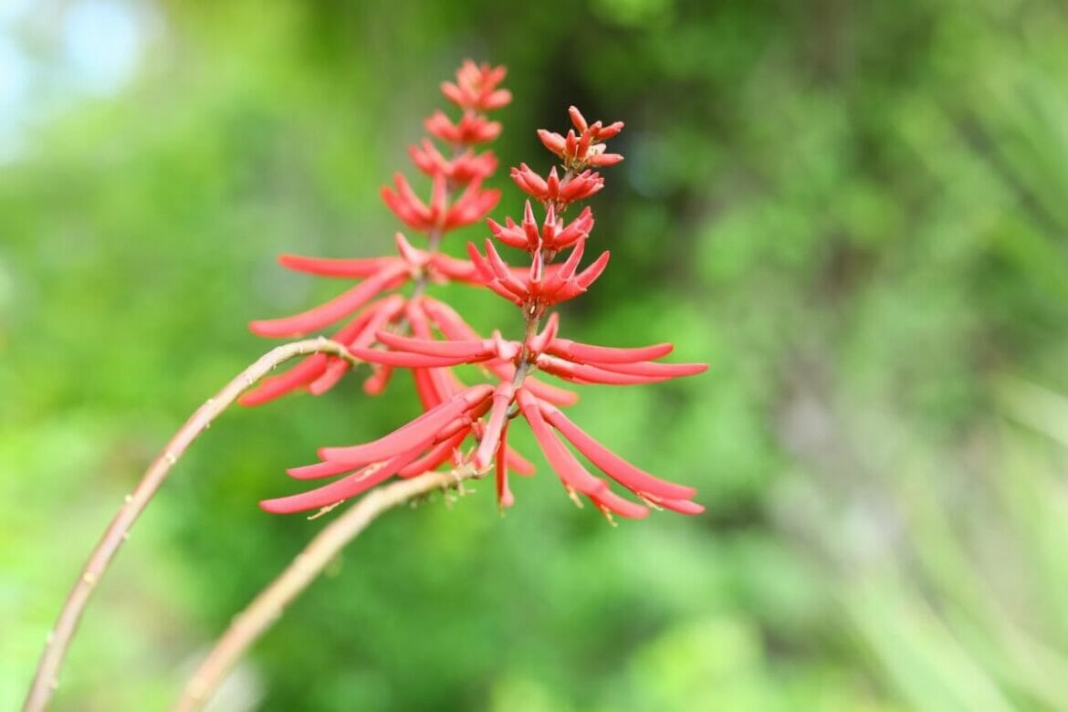 30 Beautiful Types of Caribbean Flowers - Petal Republic