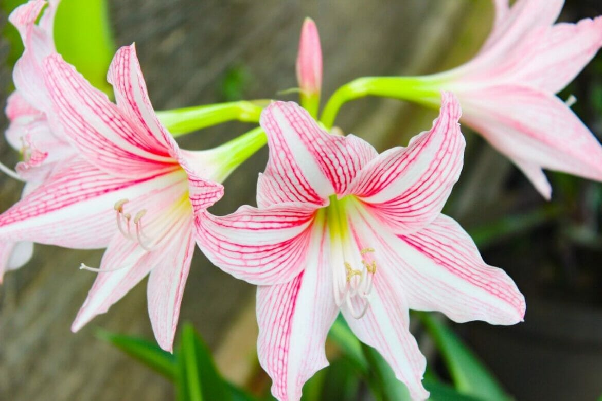 30 Beautiful Types of Caribbean Flowers - Petal Republic