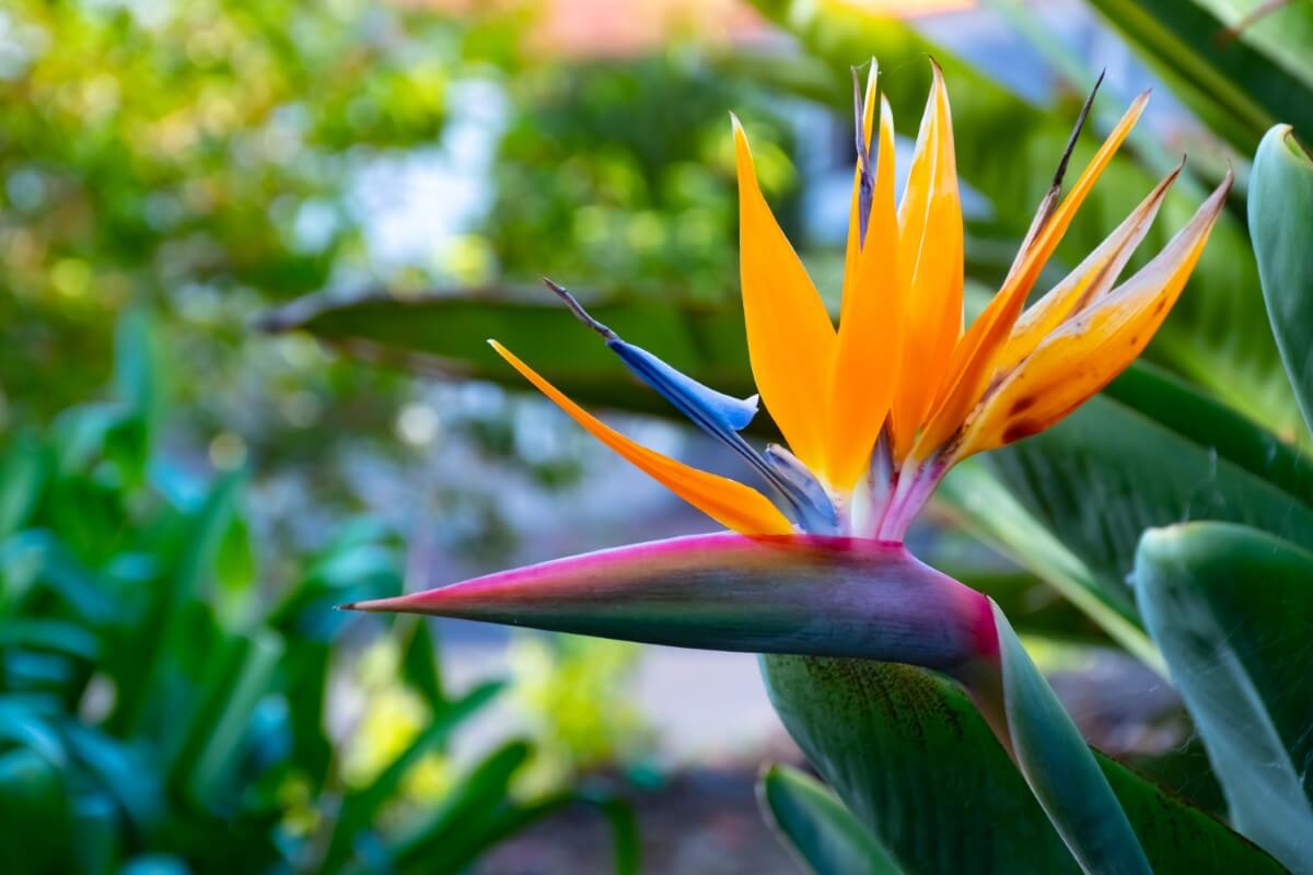 50 Unique Jungle Flowers and Rainforest Plants - Petal Republic