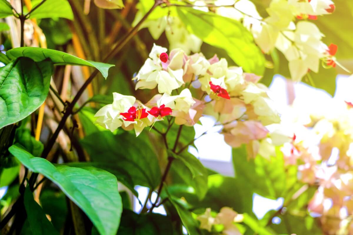 50 Unique Jungle Flowers and Rainforest Plants - Petal Republic