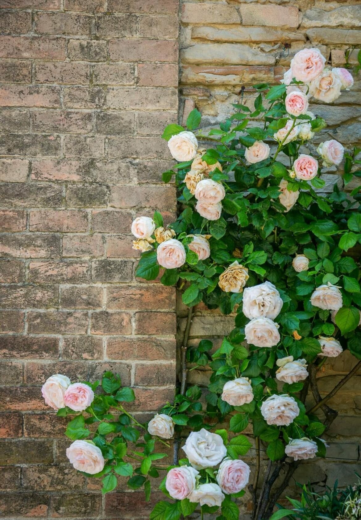 Thornless Climbing Roses: The Perfect Addition to Your Garden - Petal ...