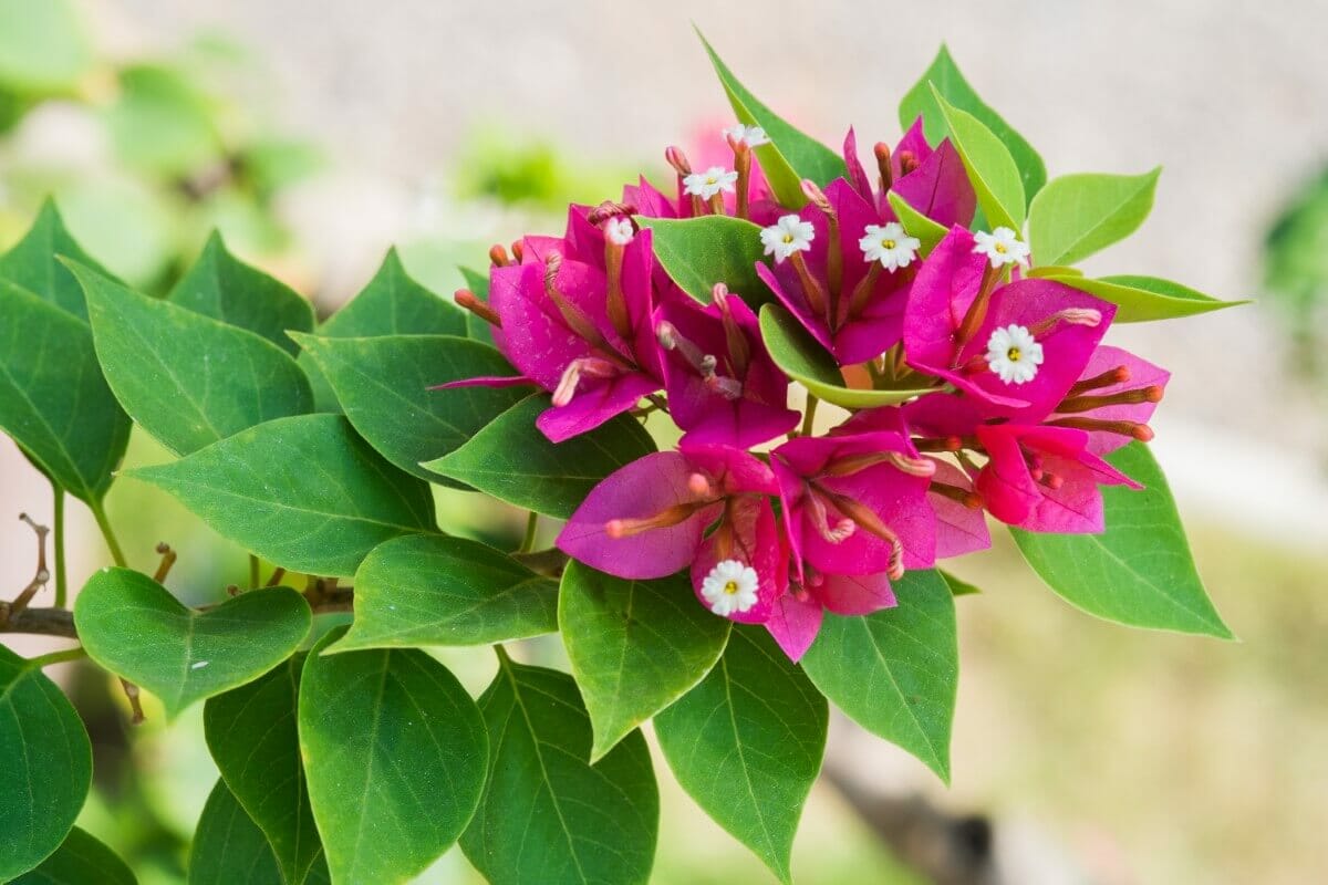 30 Beautiful Types of Caribbean Flowers - Petal Republic