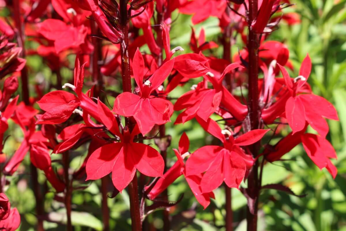 30 Native Virginia Flowers, Plants, and Wildflowers - Petal Republic