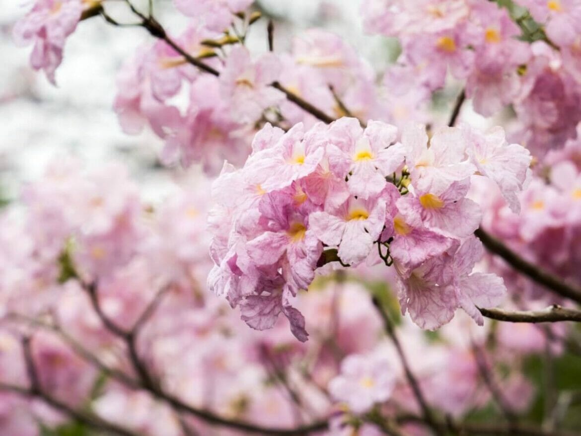 30 Beautiful Types of Caribbean Flowers - Petal Republic