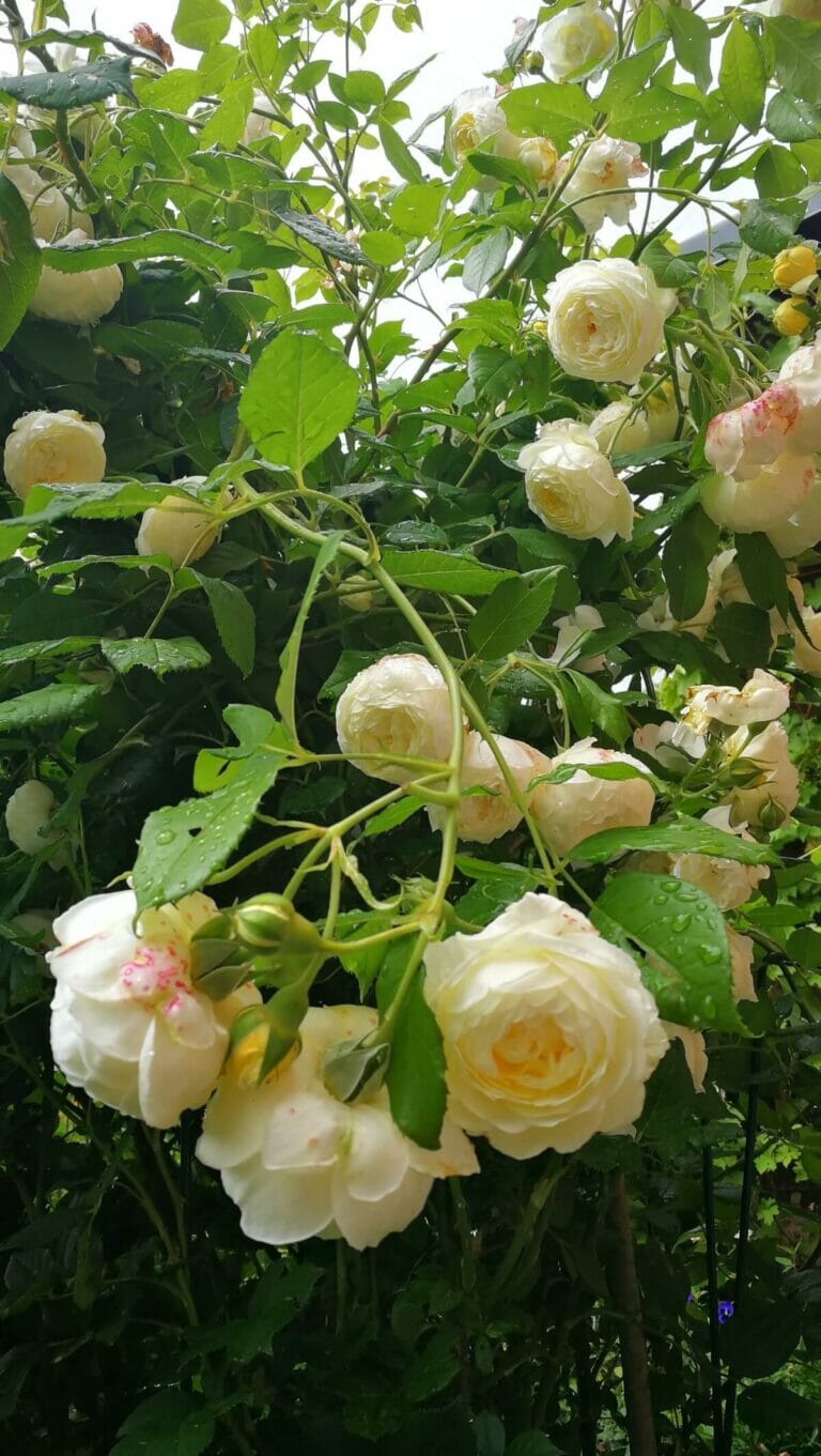 Thornless Climbing Roses: The Perfect Addition to Your Garden - Petal ...