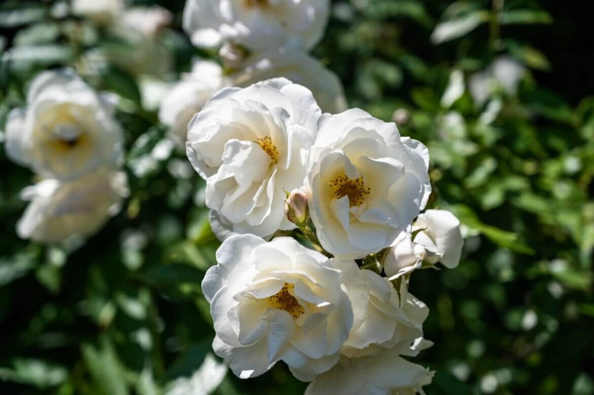 Thornless Climbing Roses: The Perfect Addition to Your Garden - Petal ...