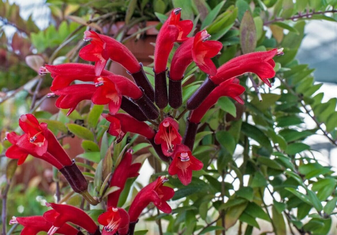 30 Beautiful Types of Caribbean Flowers - Petal Republic
