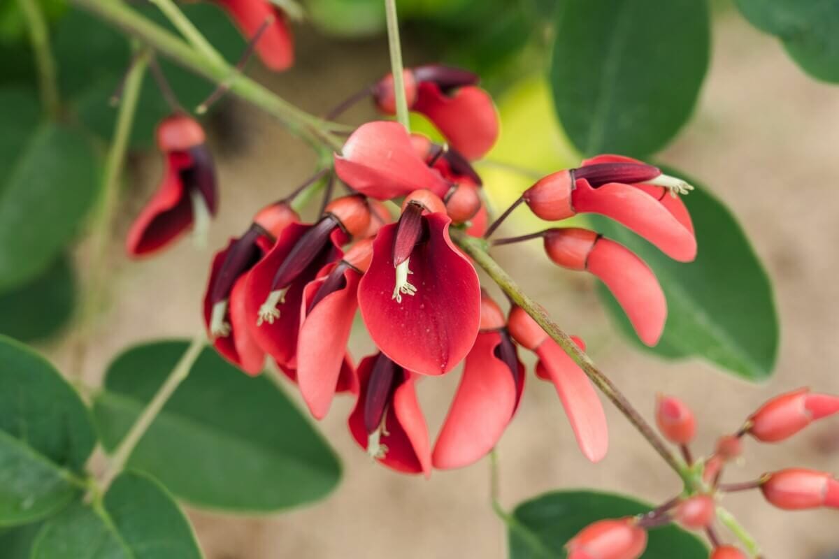 30 Beautiful Types of Caribbean Flowers - Petal Republic