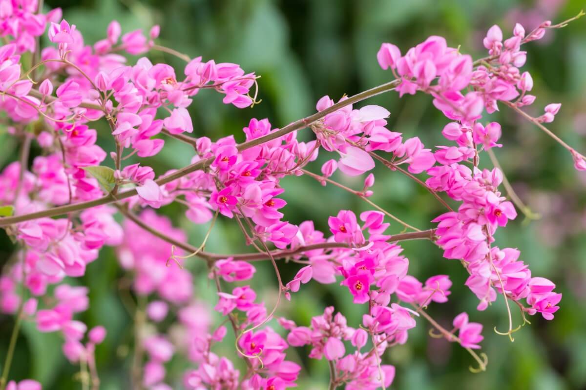 30 Beautiful Types of Caribbean Flowers - Petal Republic