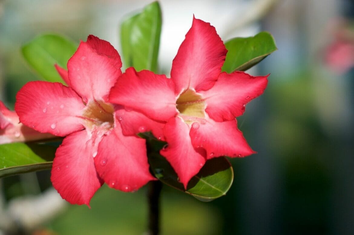 30 Beautiful Types of Caribbean Flowers - Petal Republic