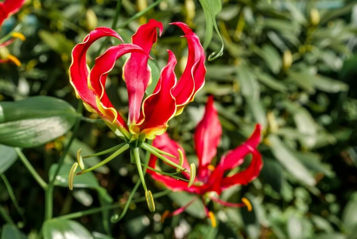 11 Rare and Exotic Flowering Bulbs for Your Garden - Petal Republic
