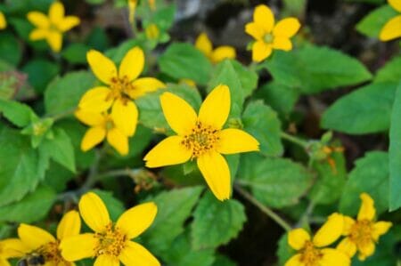 Virginia's Natural Beauty: 30 Native Flowers, Plants, and Wildflowers ...