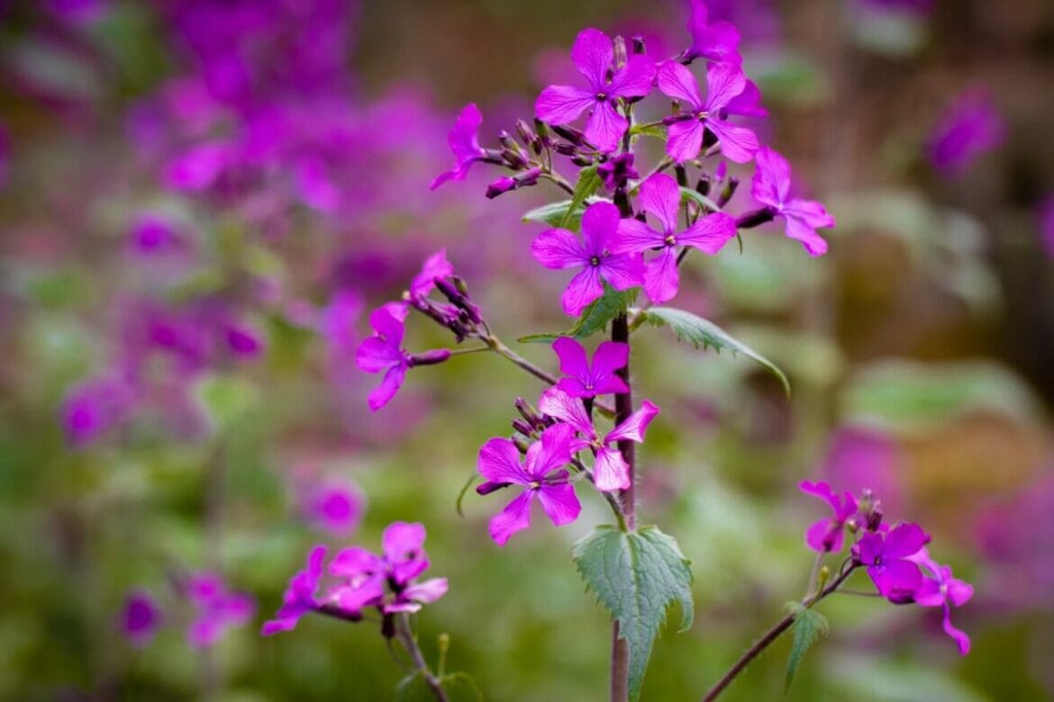 Types of Biennial Flowers and Plants Explained - Petal Republic