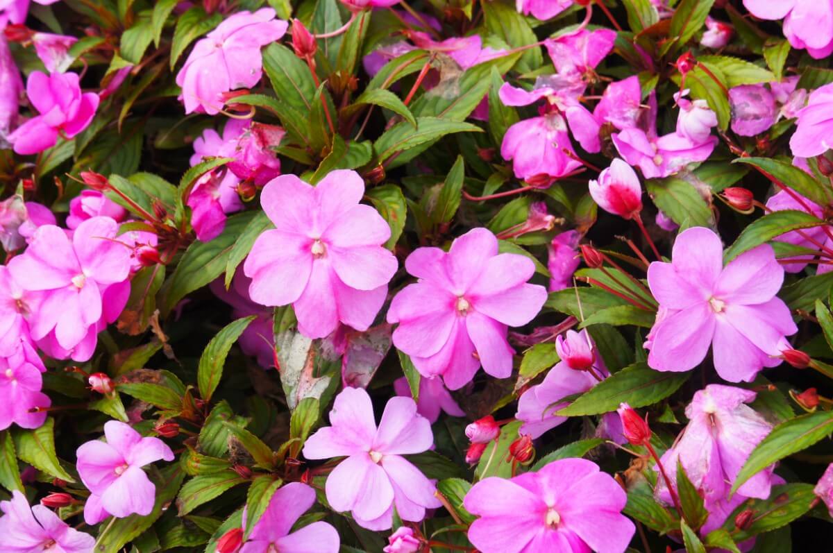 How to Grow Impatiens: A Guide for Beautiful Blooms