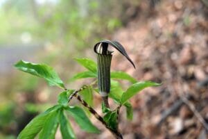 30 Native Virginia Flowers, Plants, and Wildflowers - Petal Republic
