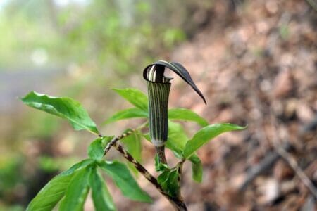 Virginia's Natural Beauty: 30 Native Flowers, Plants, and Wildflowers ...
