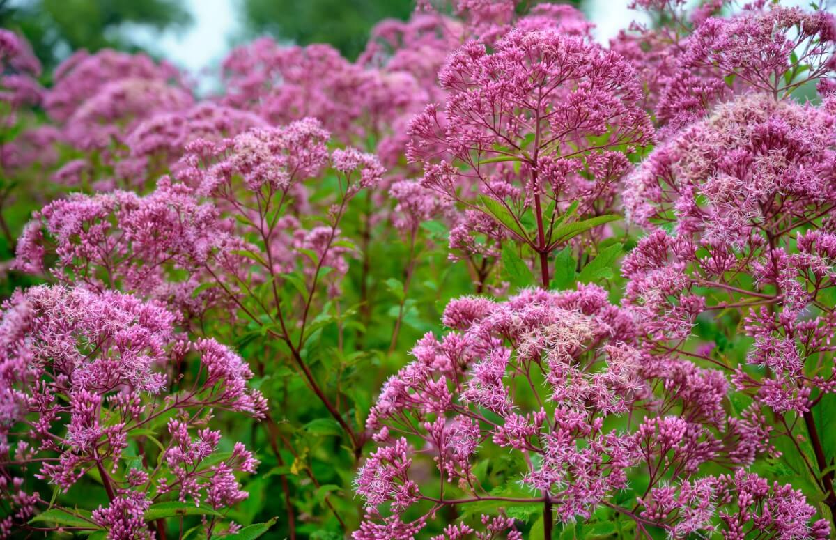 Virginia's Natural Beauty: 30 Native Flowers, Plants, and Wildflowers ...
