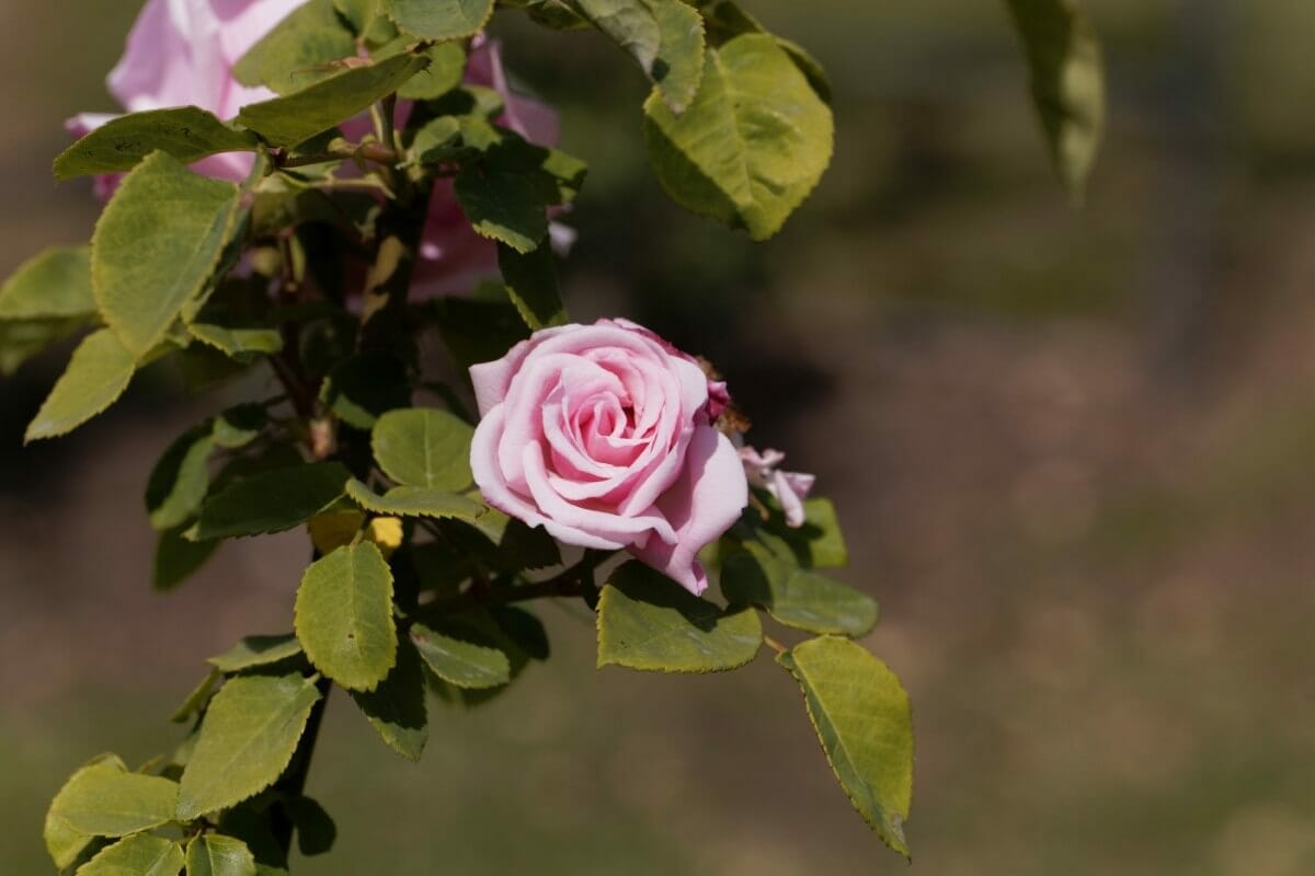 Thornless Climbing Roses: The Perfect Addition to Your Garden - Petal ...