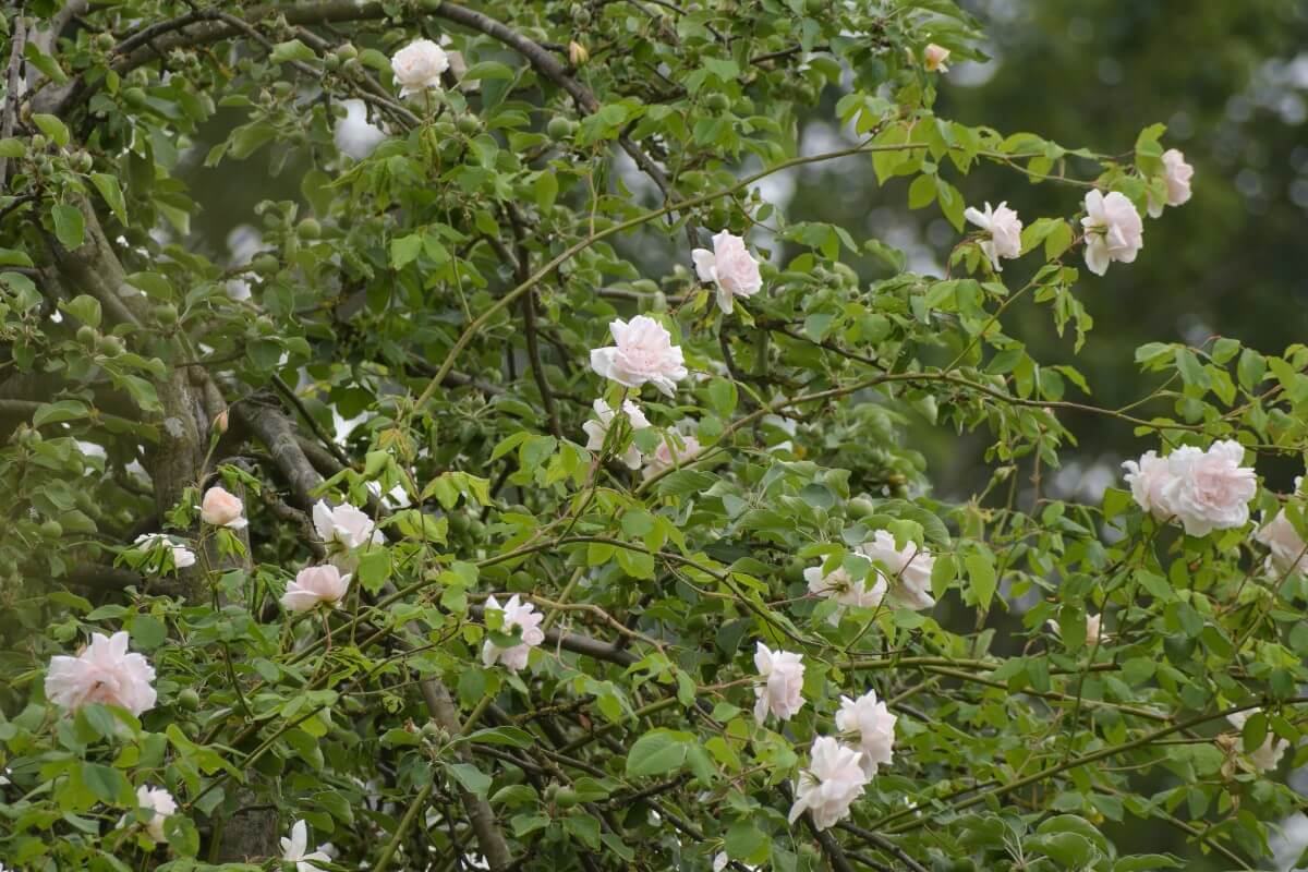 12 Beautiful Types of Thornless Climbing Roses - Petal Republic