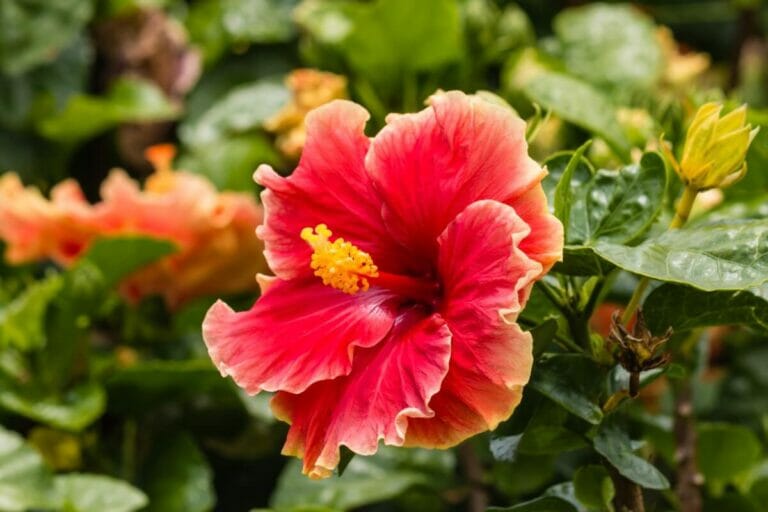 Hibiscus Flower Colors: A Comprehensive Guide to Every Shade - Petal ...