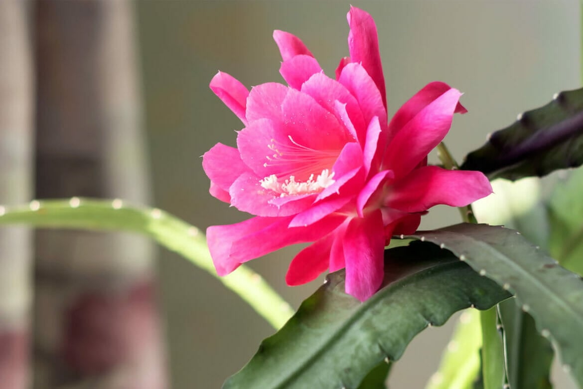 Orchid Cactus Care: A Simple Guide for Healthy Growth - Petal Republic