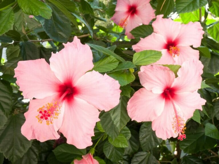 Hibiscus Flower Colors: A Comprehensive Guide to Every Shade - Petal ...