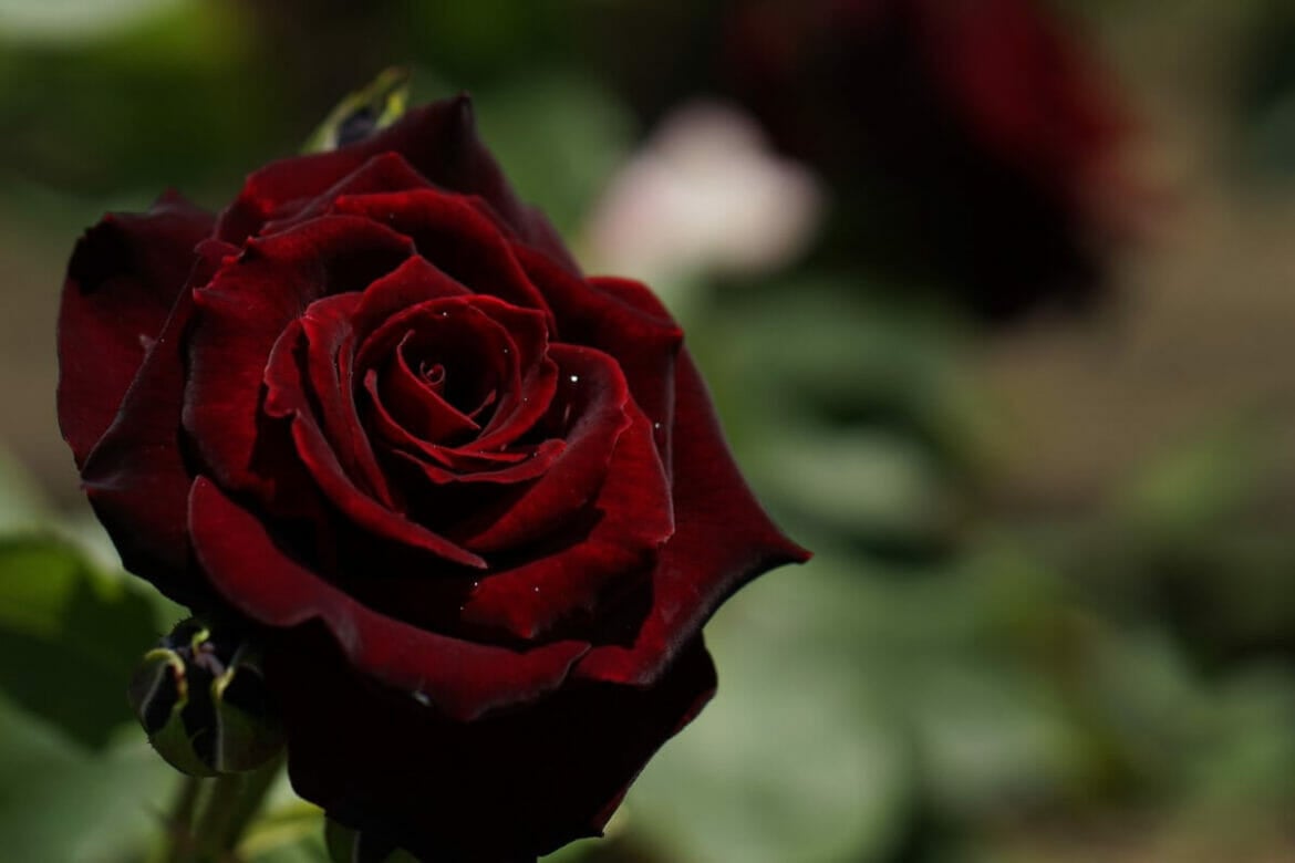 Black Roses: Their Deep and Mysterious Meaning and Symbolism - Petal ...