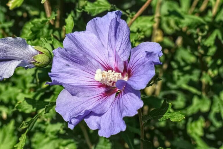 Hibiscus Flower Colors: A Comprehensive Guide to Every Shade - Petal ...