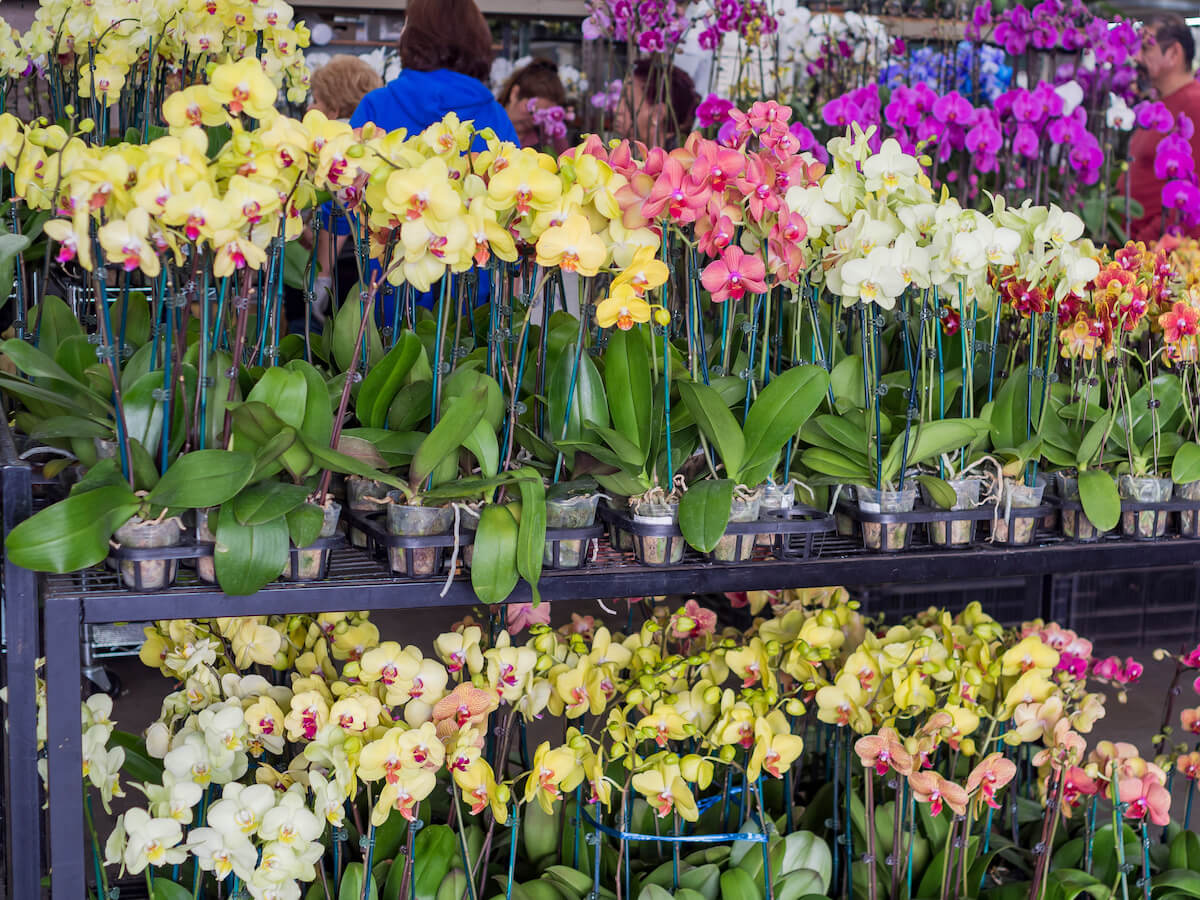 A Local Guide to the Los Angeles Flower District - Petal Republic