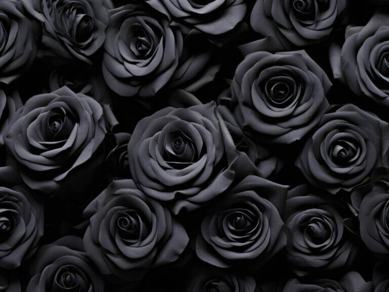 Black Roses: Their Deep and Mysterious Meaning and Symbolism - Petal ...