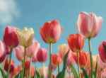 Tulip Flower Meaning, Symbolism, and Cultural Significance - Petal Republic