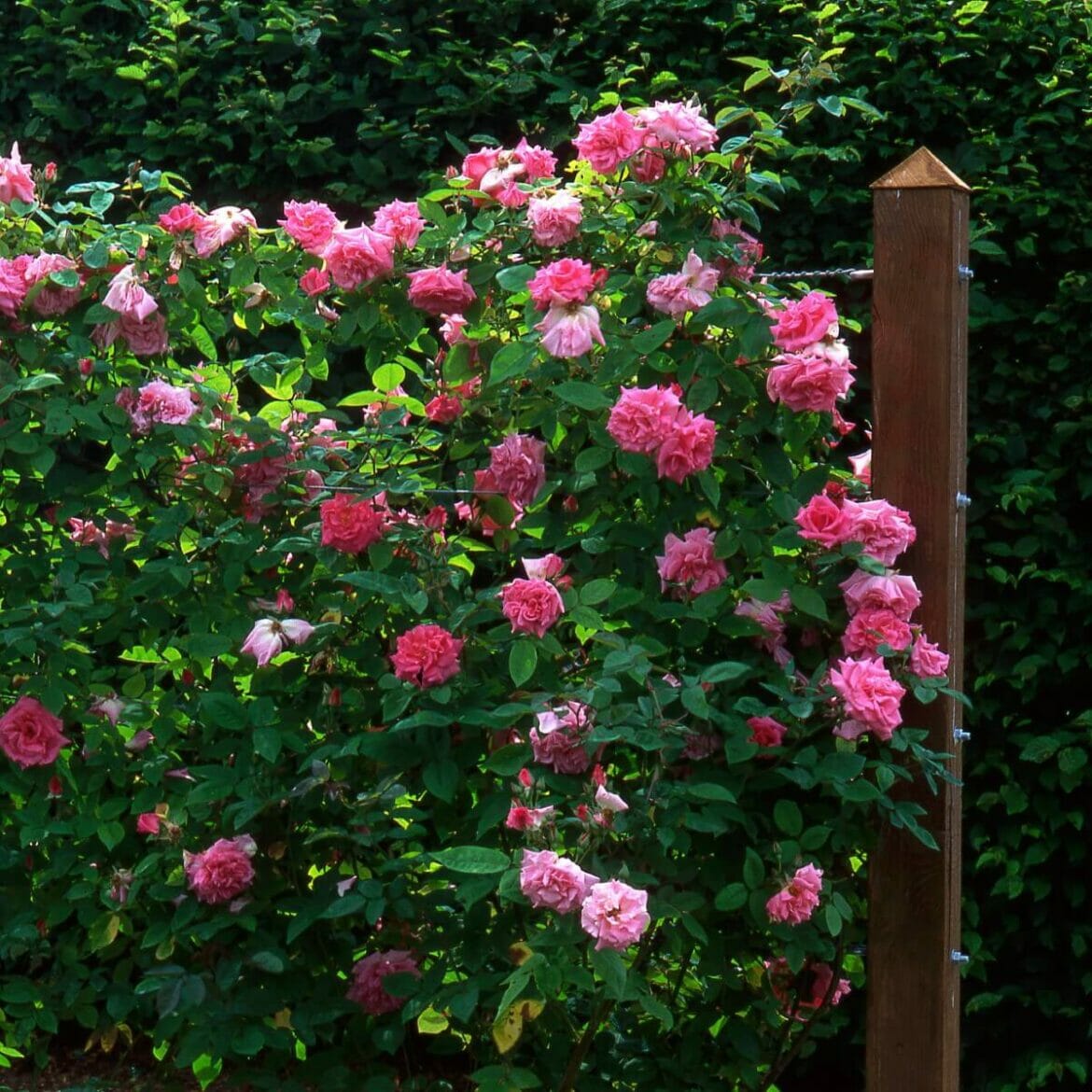 Thornless Climbing Roses: The Perfect Addition to Your Garden - Petal ...