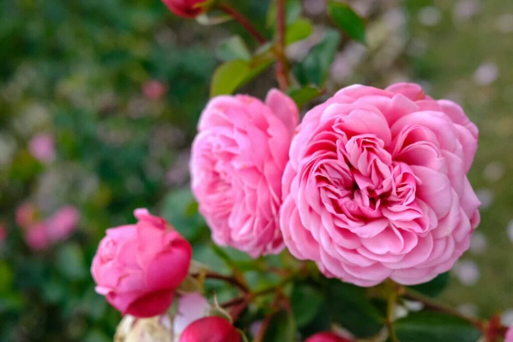 25 Most Fragrant Roses for a Blissful Garden Experience - Petal Republic