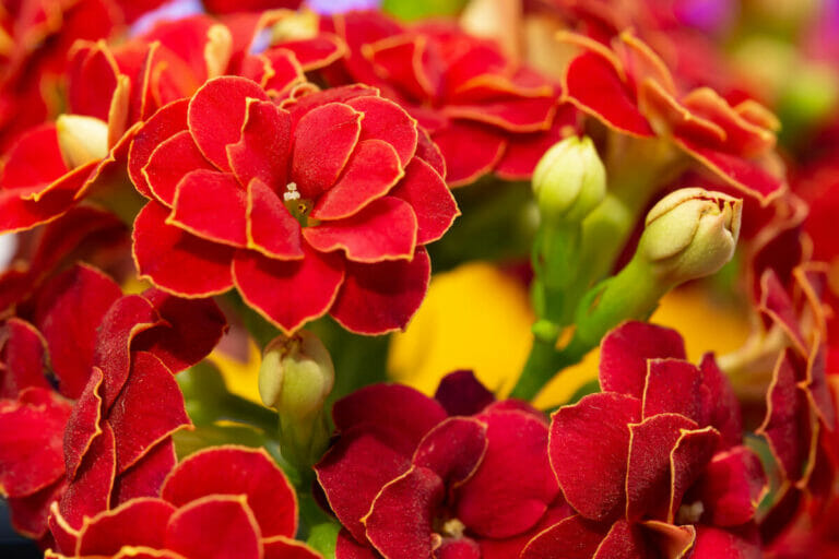 25 Amazing Red Houseplants and How to Grow Them at Home - Petal Republic