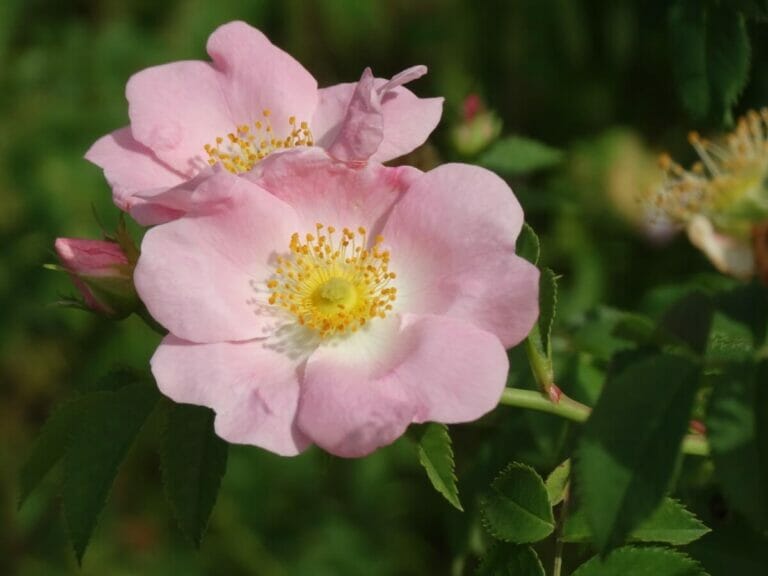 Native North American Roses: A Guide to Species and Cultivation - Petal ...