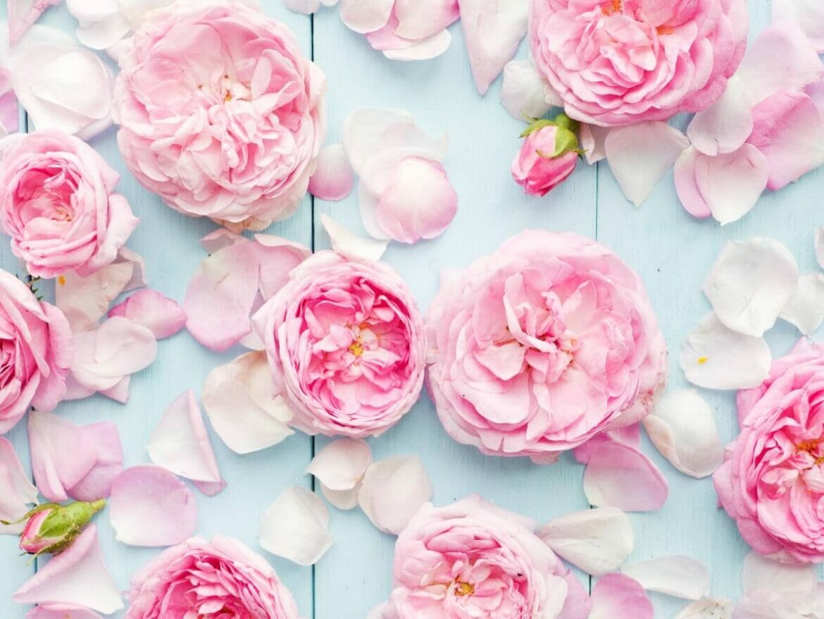 The Ultimate Guide to Choosing and Using Edible Roses - Petal Republic