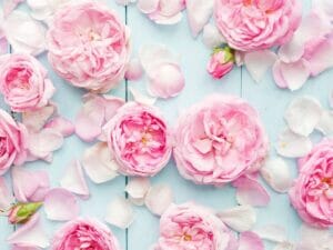 The Ultimate Guide to Choosing and Using Edible Roses - Petal Republic