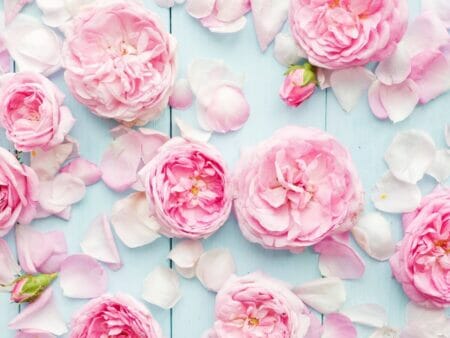 The Ultimate Guide to Choosing and Using Edible Roses - Petal Republic