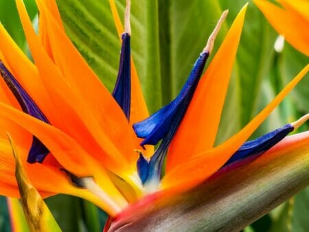 Bird of Paradise: A Symbol of Untamed Love and Sacred Power - Petal ...