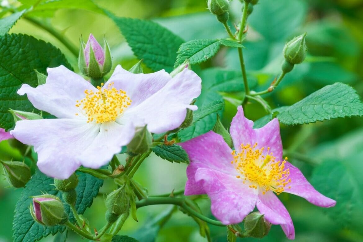Native North American Roses: A Guide to Species and Cultivation - Petal ...