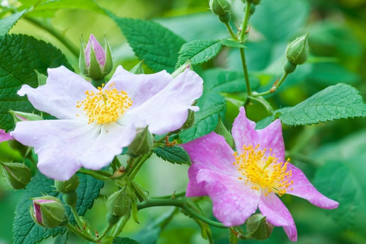 Native North American Roses: A Guide to Species and Cultivation - Petal ...