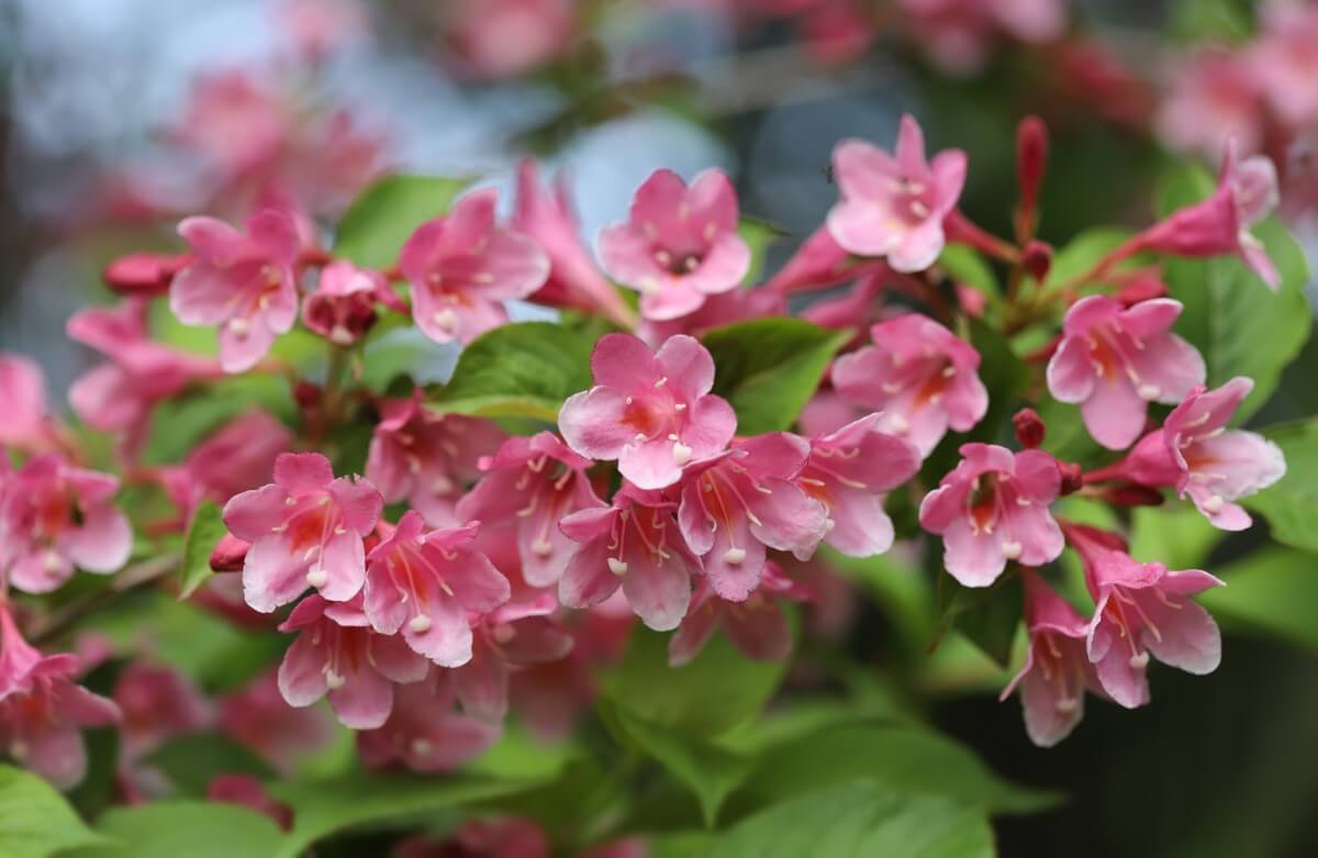 15 Best Types of Weigela Bushes and Essential Care Tips - Petal Republic